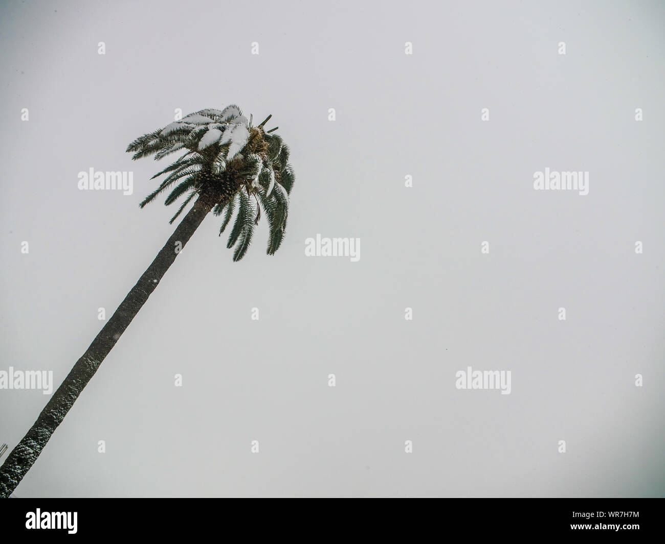 Snowy palm tree hi-res stock photography and images - Alamy