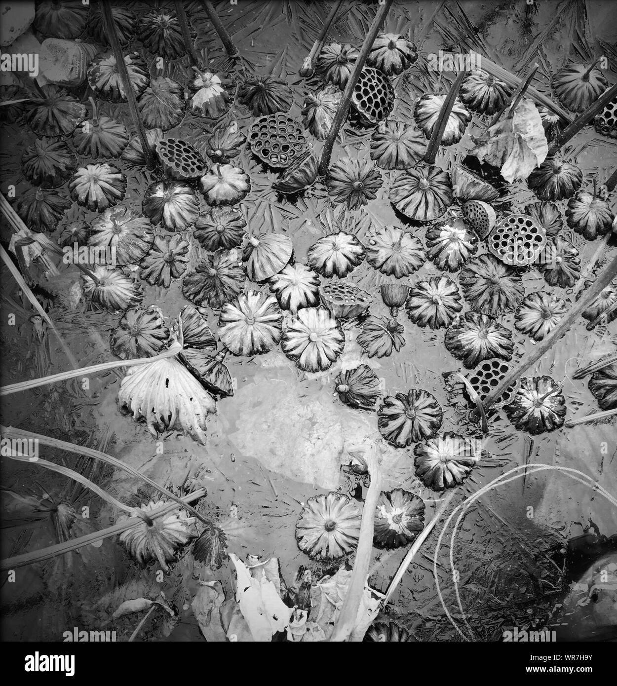 Lily Seed Pods High Resolution Stock Photography and Images - Alamy