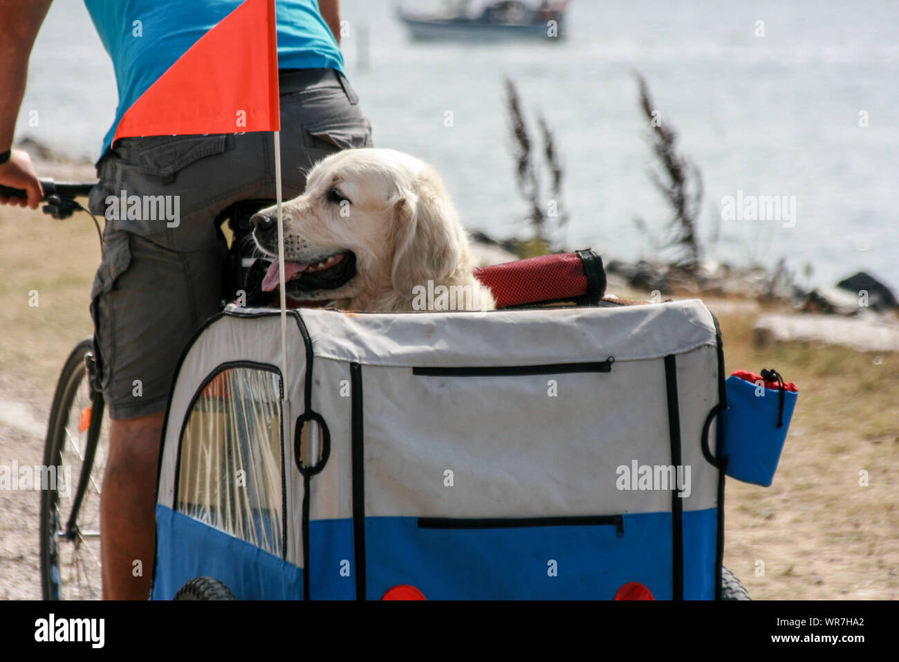 Dog riding bicycle hi-res stock photography and images - Alamy