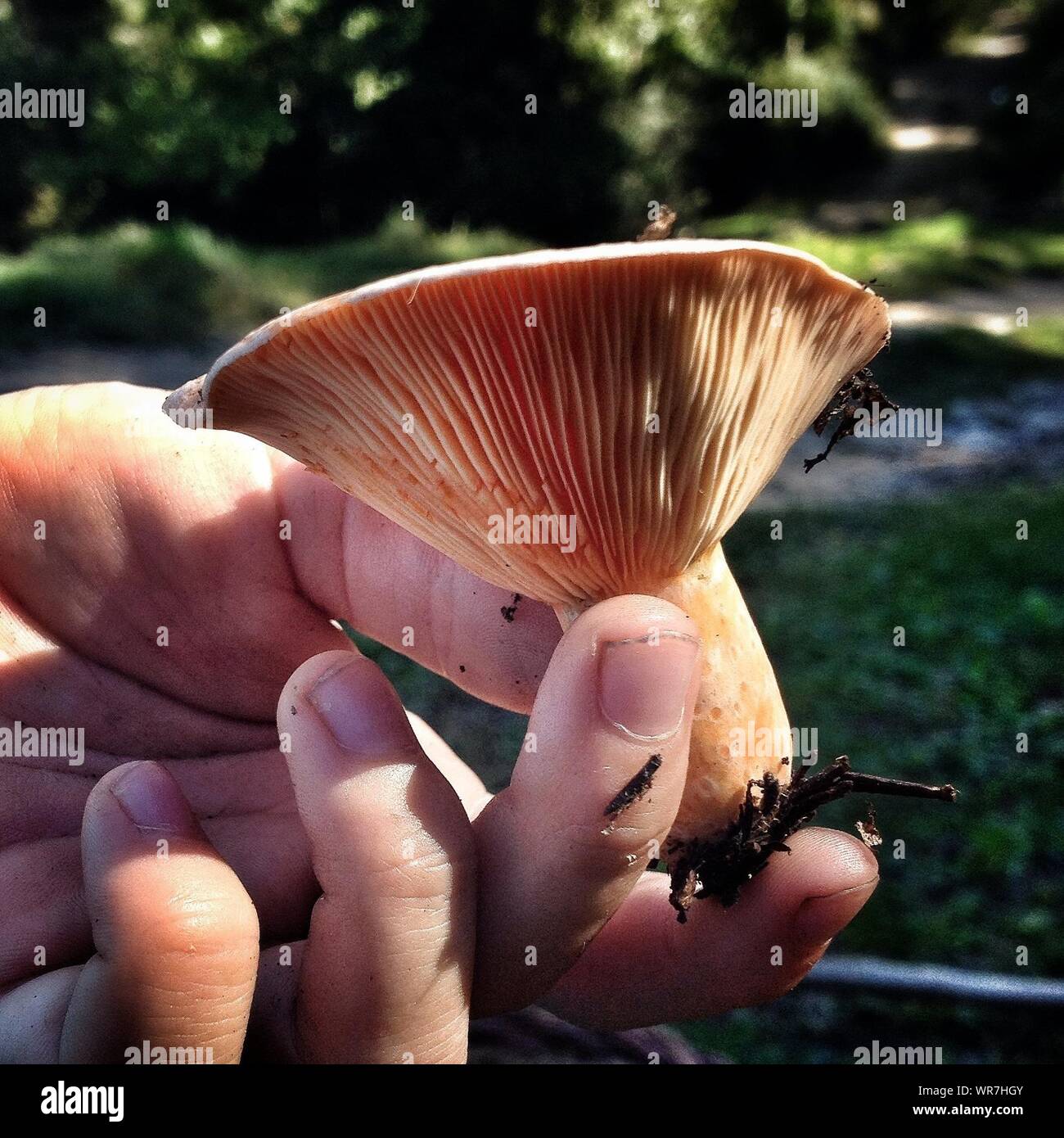 All the part of the mushroom hi-res stock photography and images - Alamy