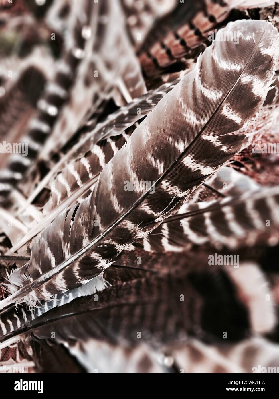 Turkey feather frame hi-res stock photography and images - Alamy