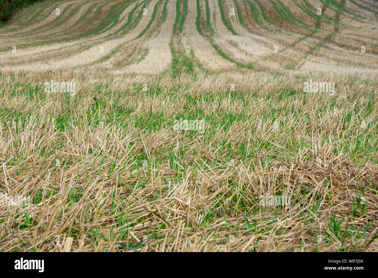 Farmers field cut grass hi-res stock photography and images - Alamy