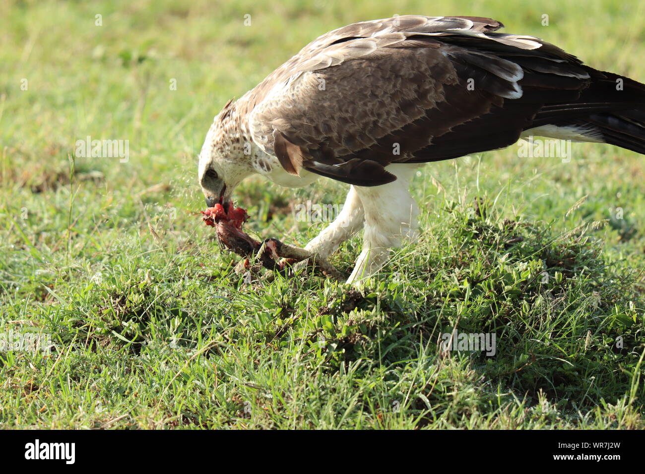 Eagle feeding on a prey, Masai Mara National Park, Kenya Stock Photo ...