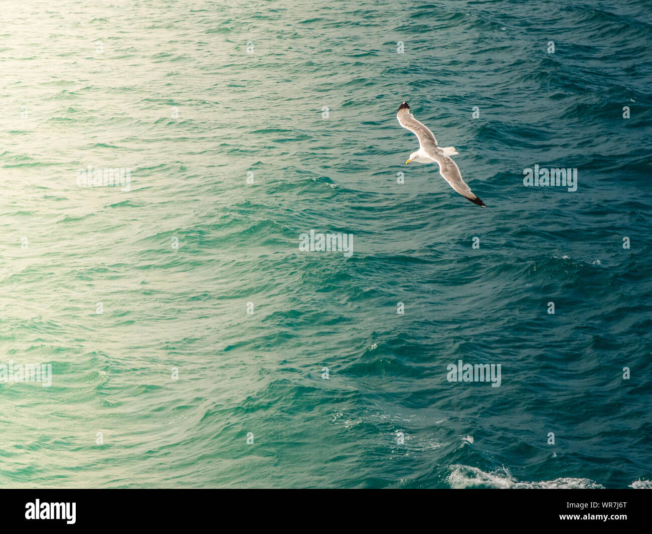 Seagull flying on blue clean water in the ocean. Top view aereal shot ...