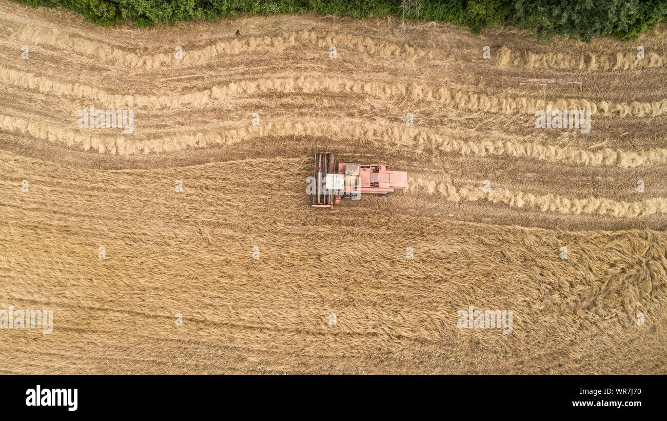 Thresher farming in golden wheat field. Aerial view of threshing ...