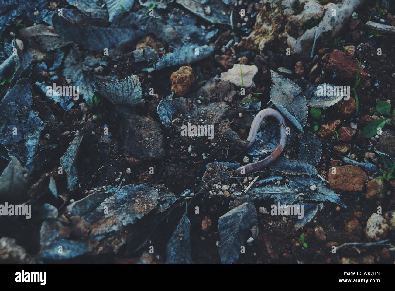 Earthworm Forest High Resolution Stock Photography and Images - Alamy