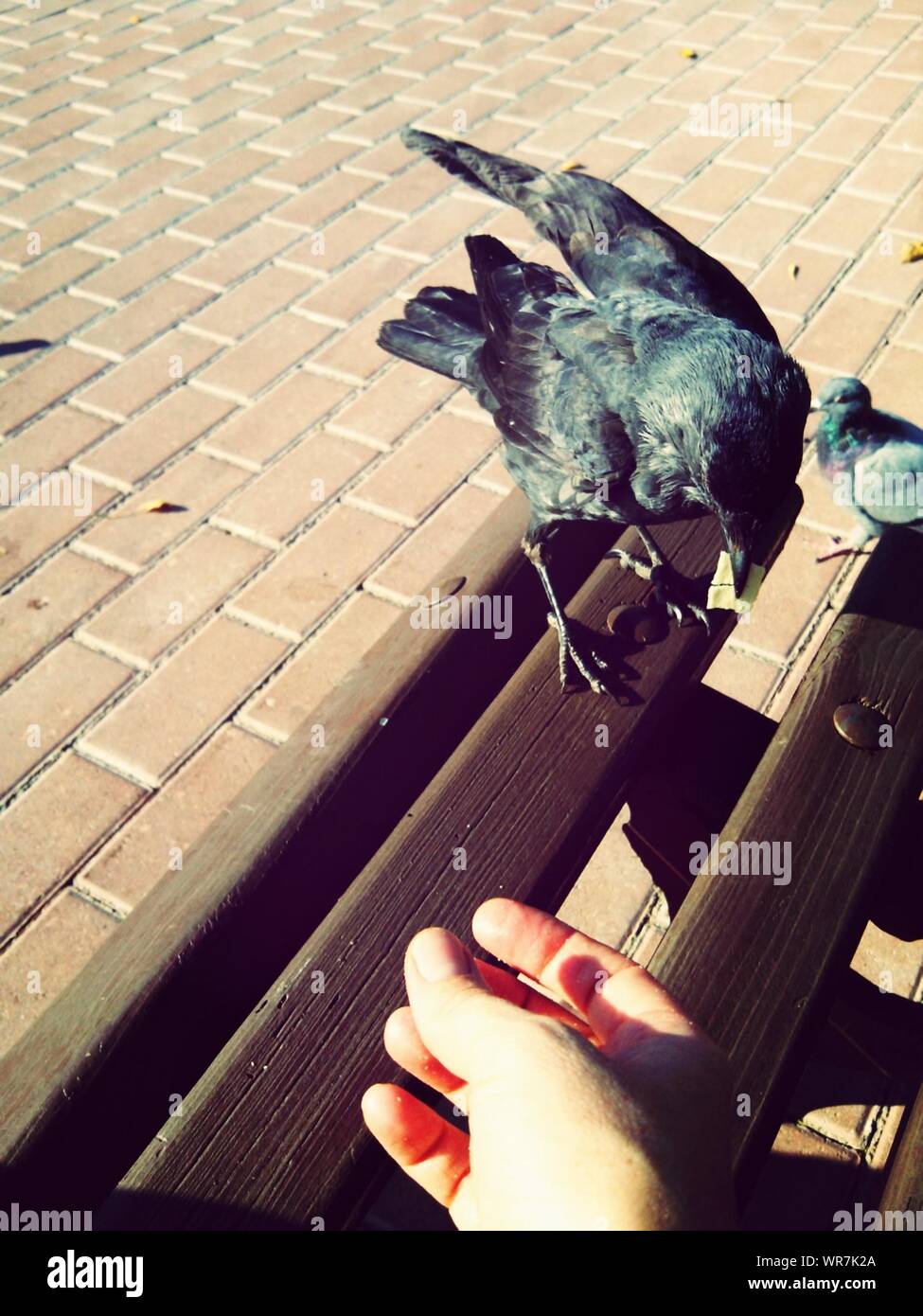 Real Raven High Resolution Stock Photography and Images - Alamy