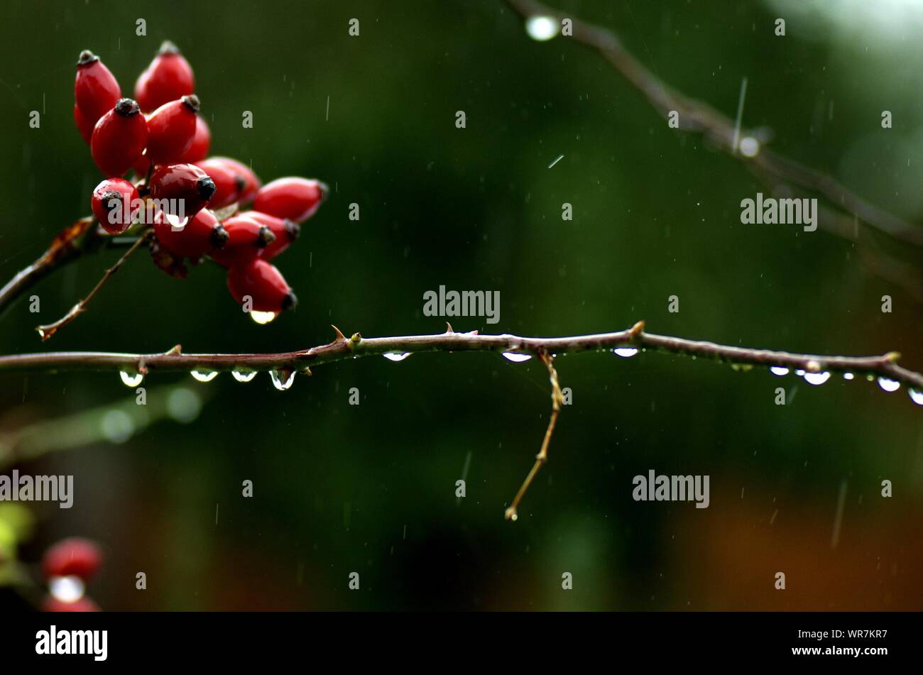 Rainy season plants hi-res stock photography and images - Alamy