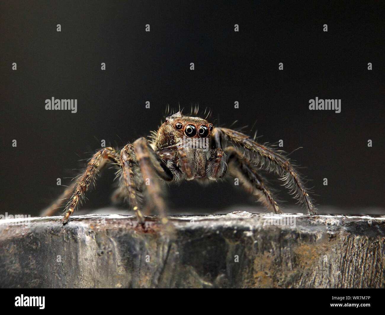 Wall jumping spider hi-res stock photography and images - Alamy