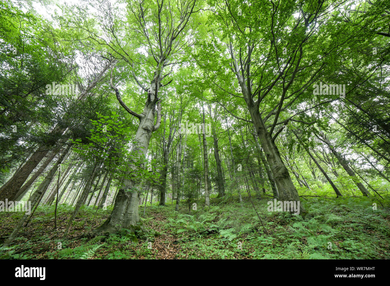 Wide angle summer forest landscape, natural background Stock Photo - Alamy