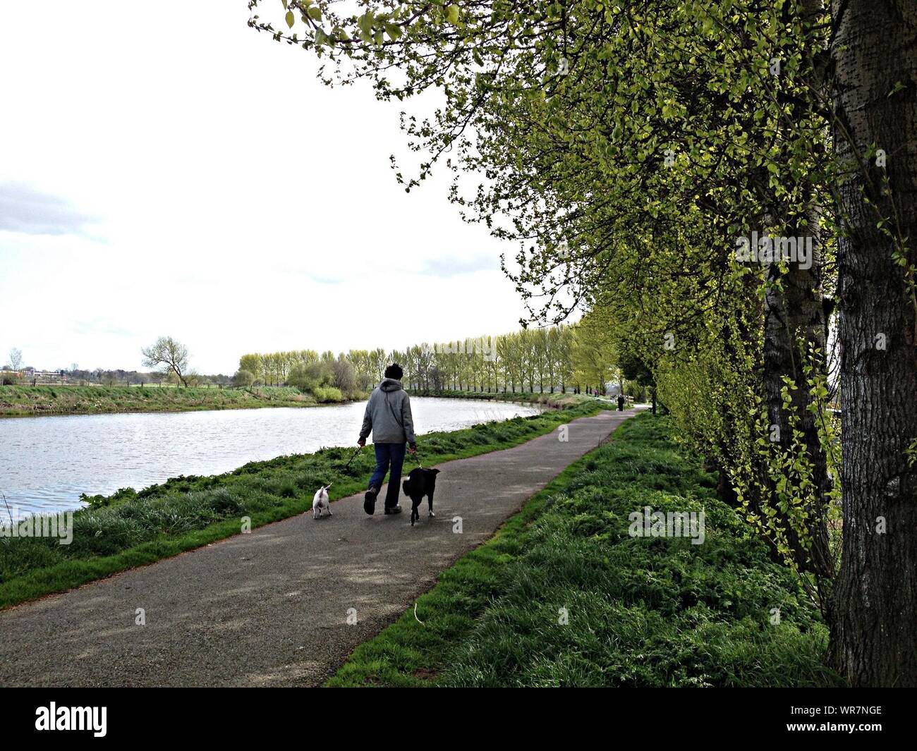 Man walking dogs countryside hi-res stock photography and images - Alamy