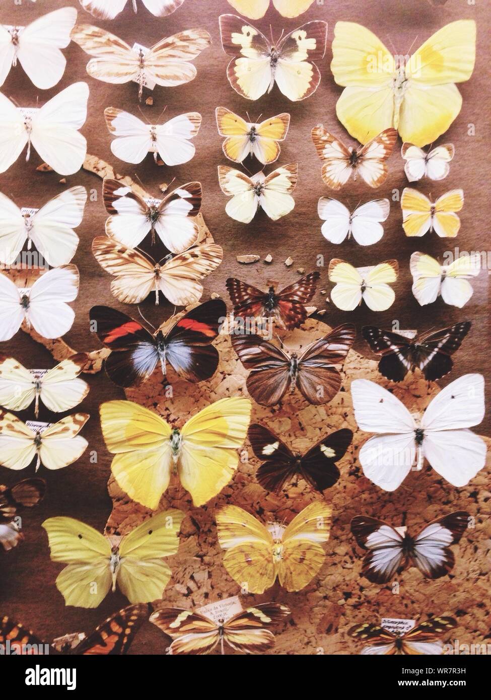Collection butterflies hi-res stock photography and images - Alamy
