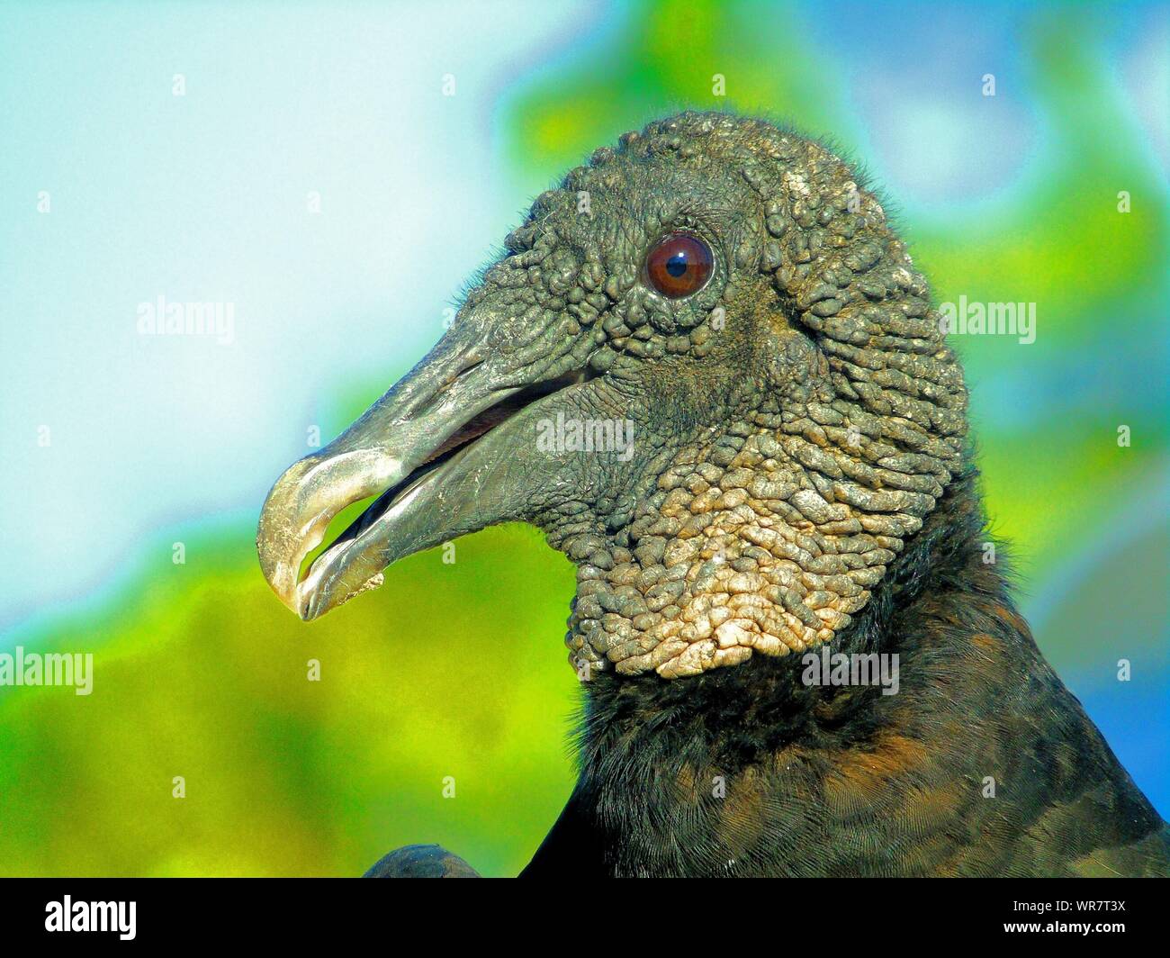 American black vulture hi-res stock photography and images - Alamy