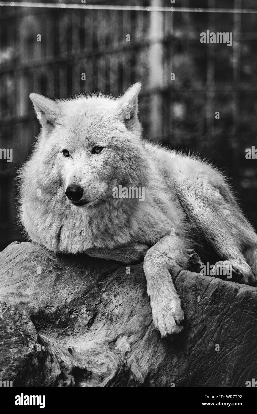 Sitting Wolf High Resolution Stock Photography and Images - Alamy