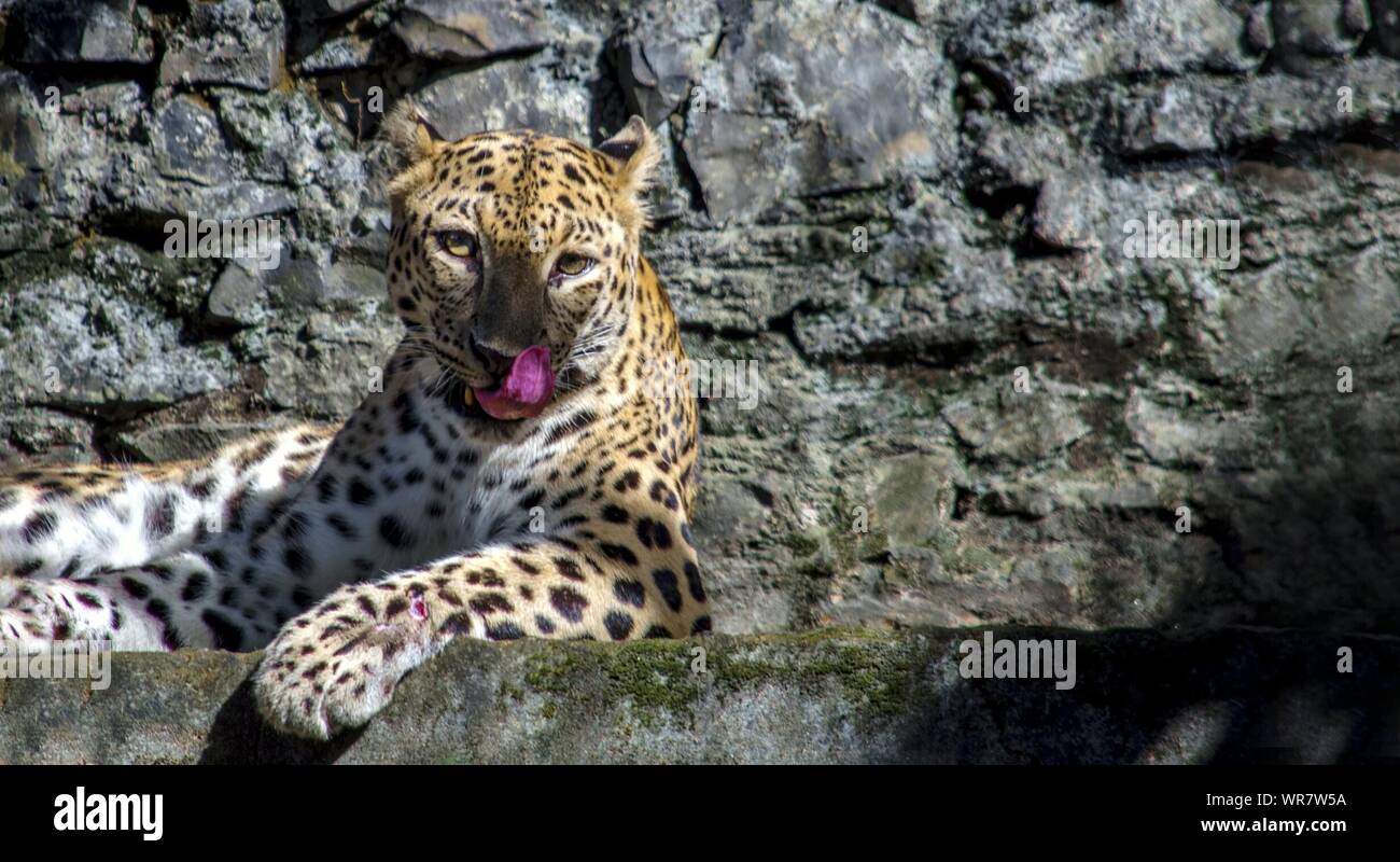 Leopard on rock hi-res stock photography and images - Alamy