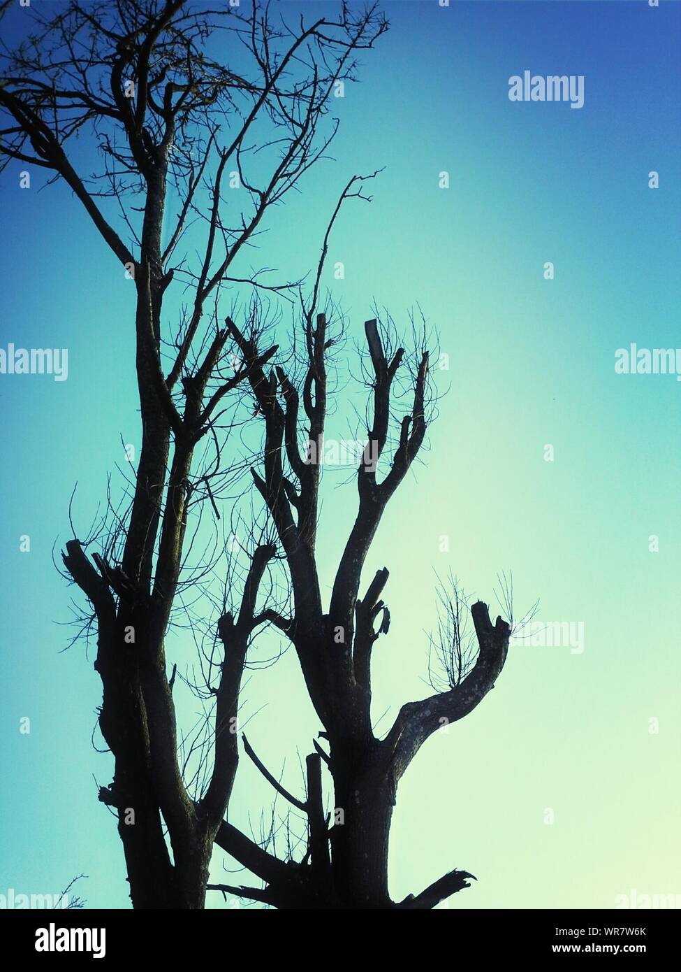 Dead Tree Sunset High Resolution Stock Photography and Images - Alamy