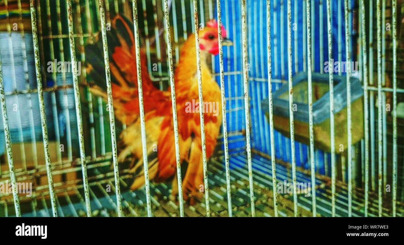 Cage bars hi-res stock photography and images - Alamy