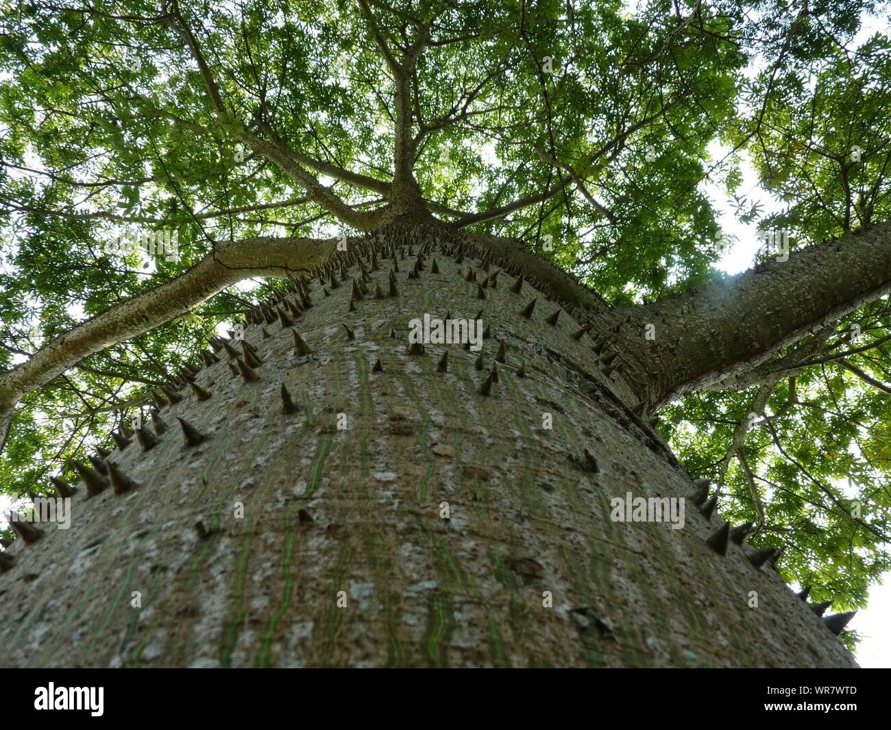 Thorny Tree Trunk High Resolution Stock Photography and Images - Alamy