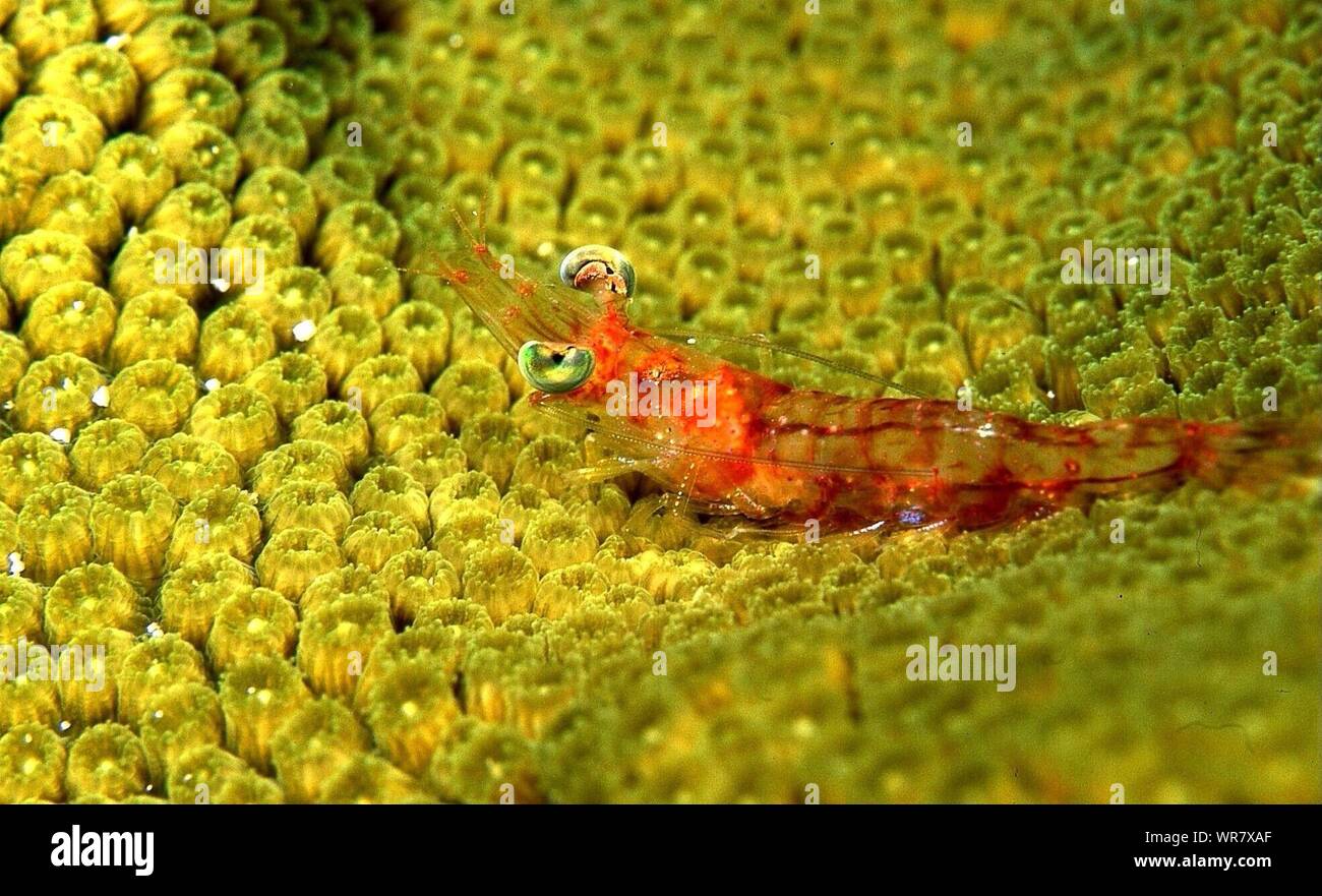 Shrimp coral hi-res stock photography and images - Alamy