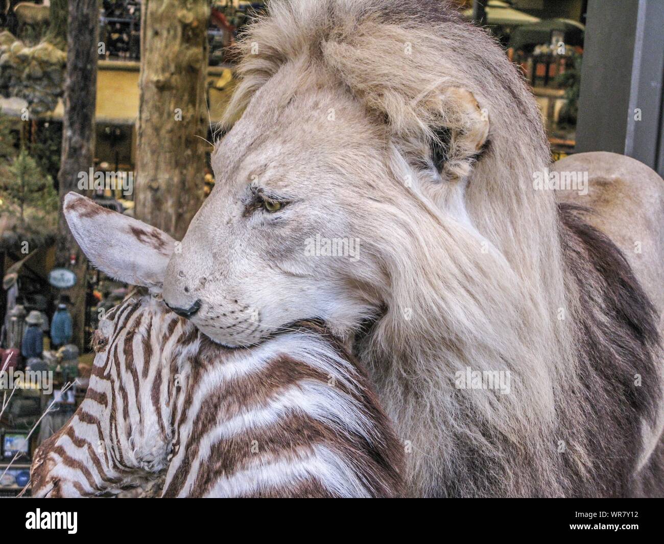 Lion attacking zebra hi-res stock photography and images - Alamy