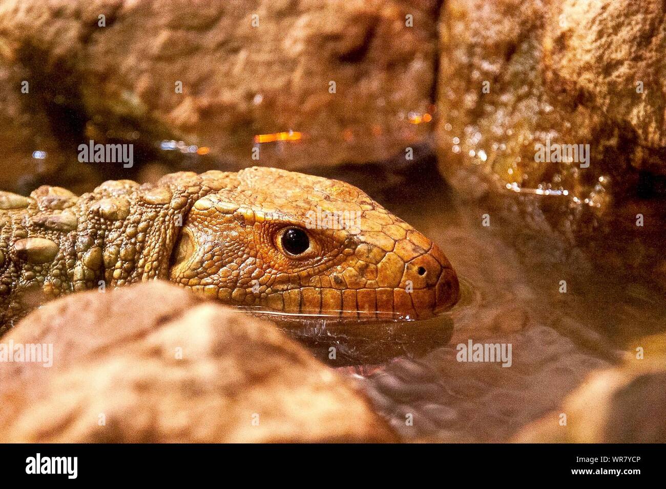 Lizard In Water High Resolution Stock Photography and Images - Alamy