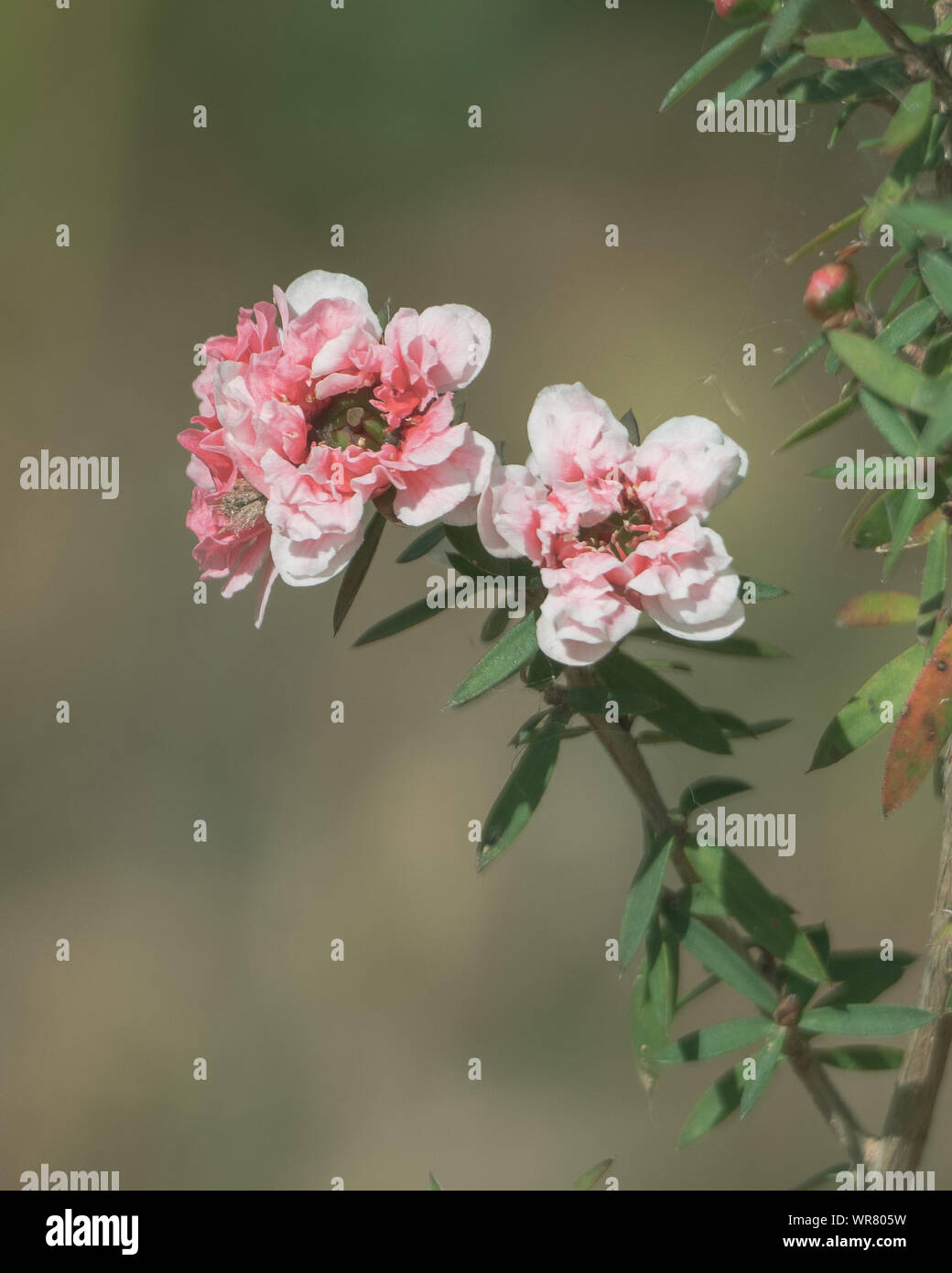 pale Pink tea tree blossom flowers, Leptospermum Ballerina Stock Photo ...
