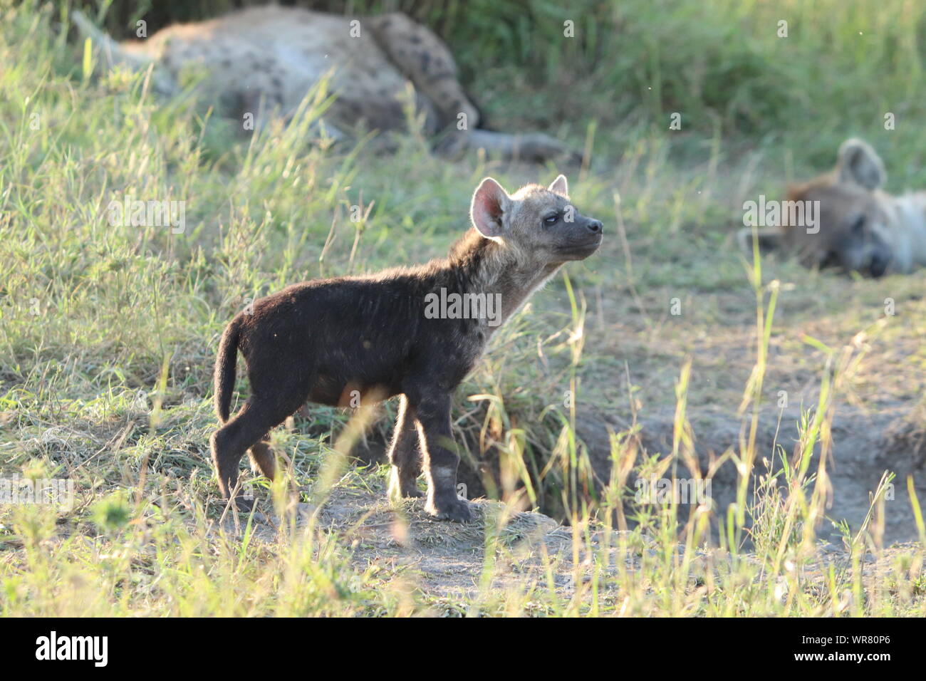 Spotted hyena cubs (crocuta crocuta) in the savannah, Masai Mara ...