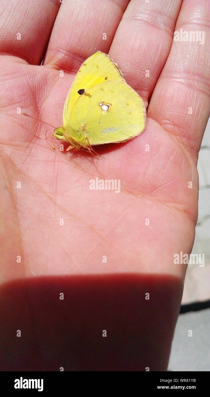 Human and butterfly hi-res stock photography and images - Alamy