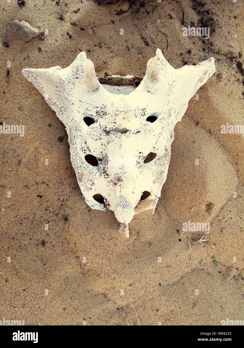 Sand bones hi-res stock photography and images - Alamy