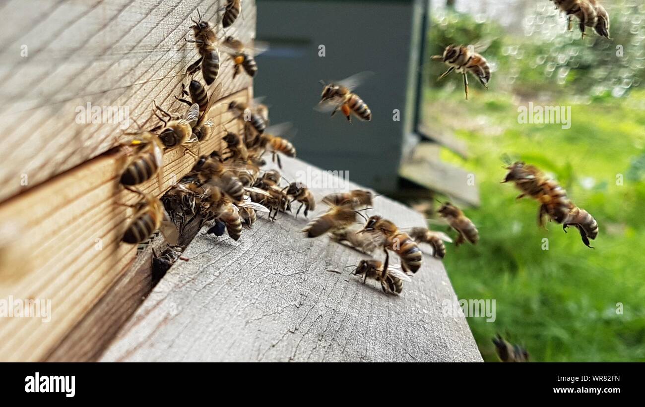 Bees In Motion High Resolution Stock Photography and Images - Alamy