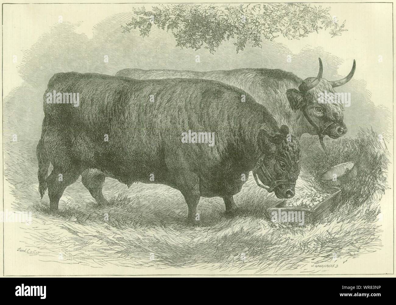 Prize Oxen at the Smithfield Club Cattle Show. London 1872 ILN full ...