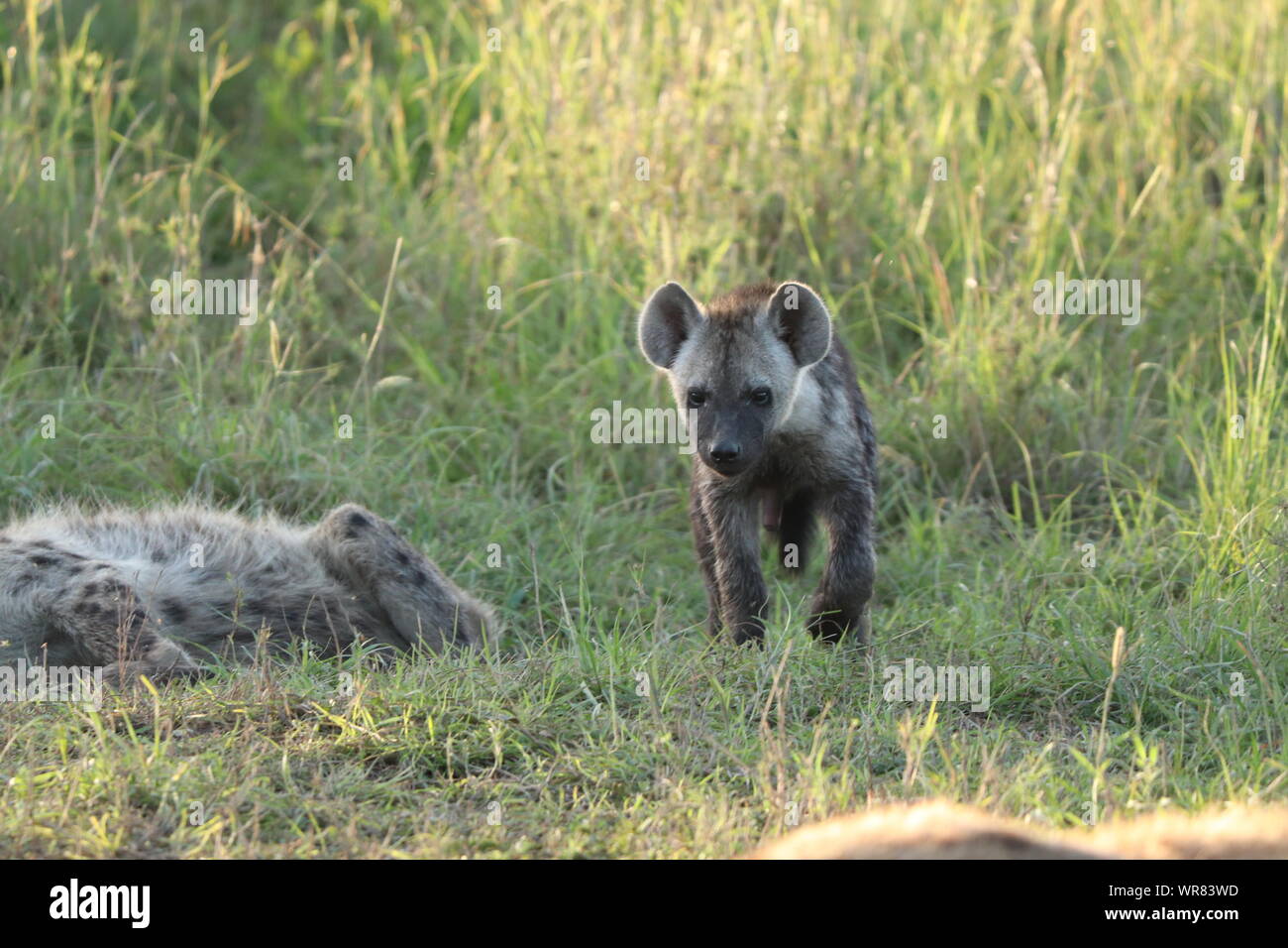Spotted hyena cubs (crocuta crocuta) in the savannah, Masai Mara ...