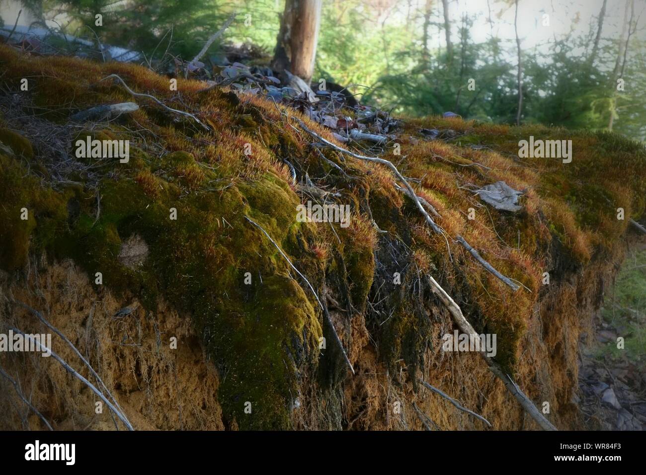 Moss and tree roots hi-res stock photography and images - Alamy