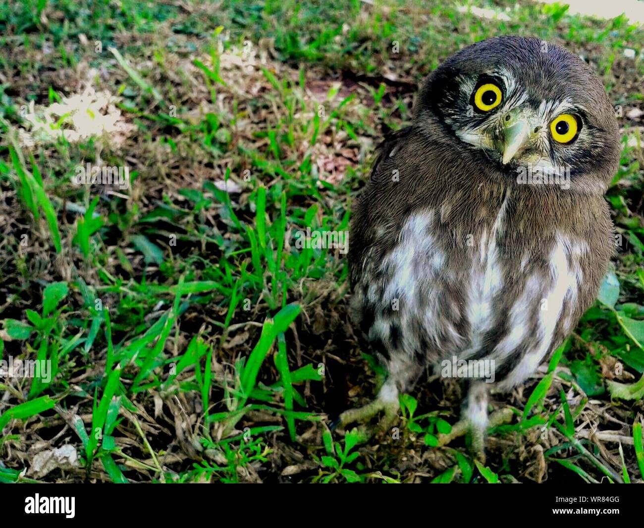 Owl on grass hi-res stock photography and images - Alamy
