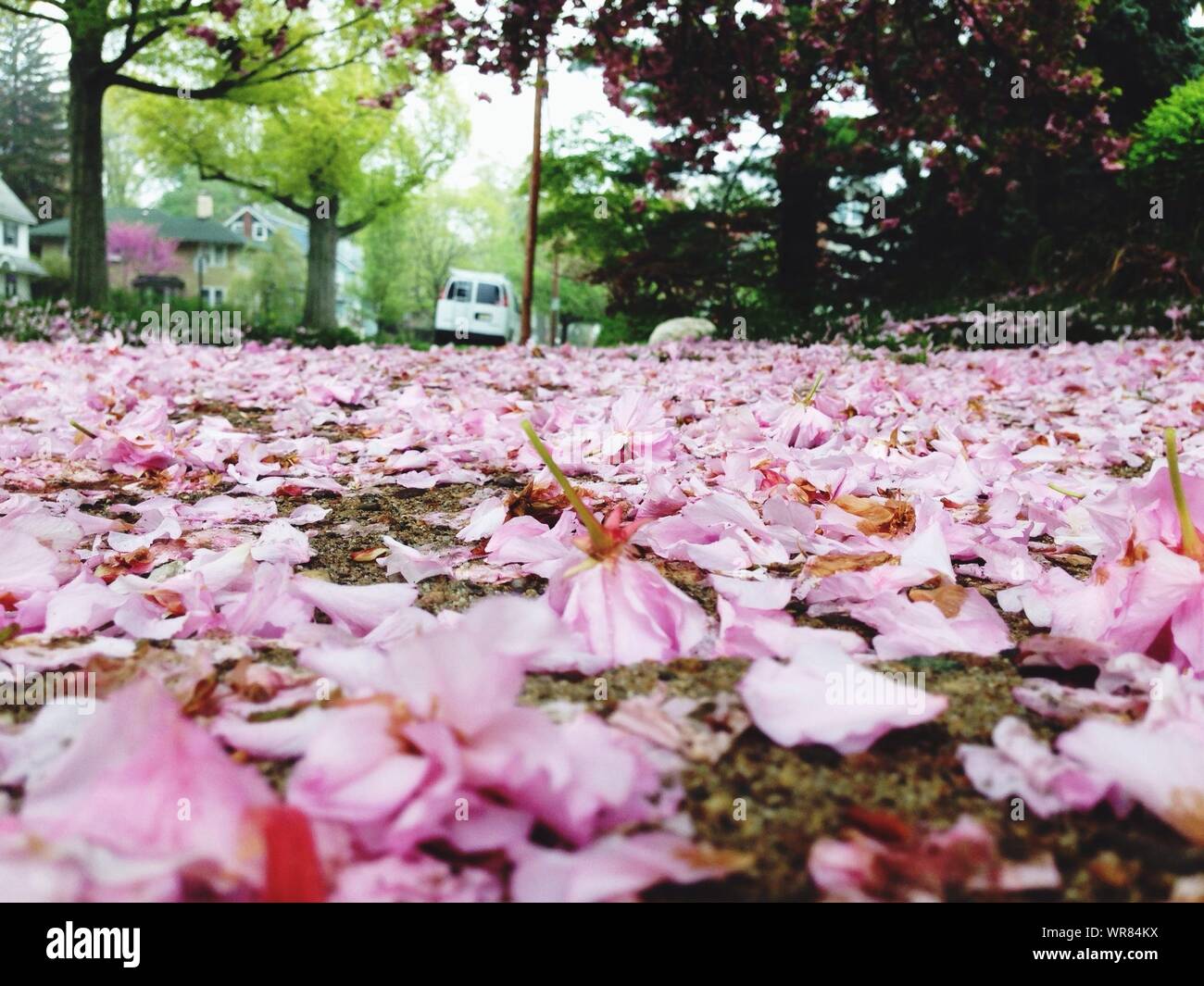 Flowers Falling On Ground High Resolution Stock Photography and Images ...