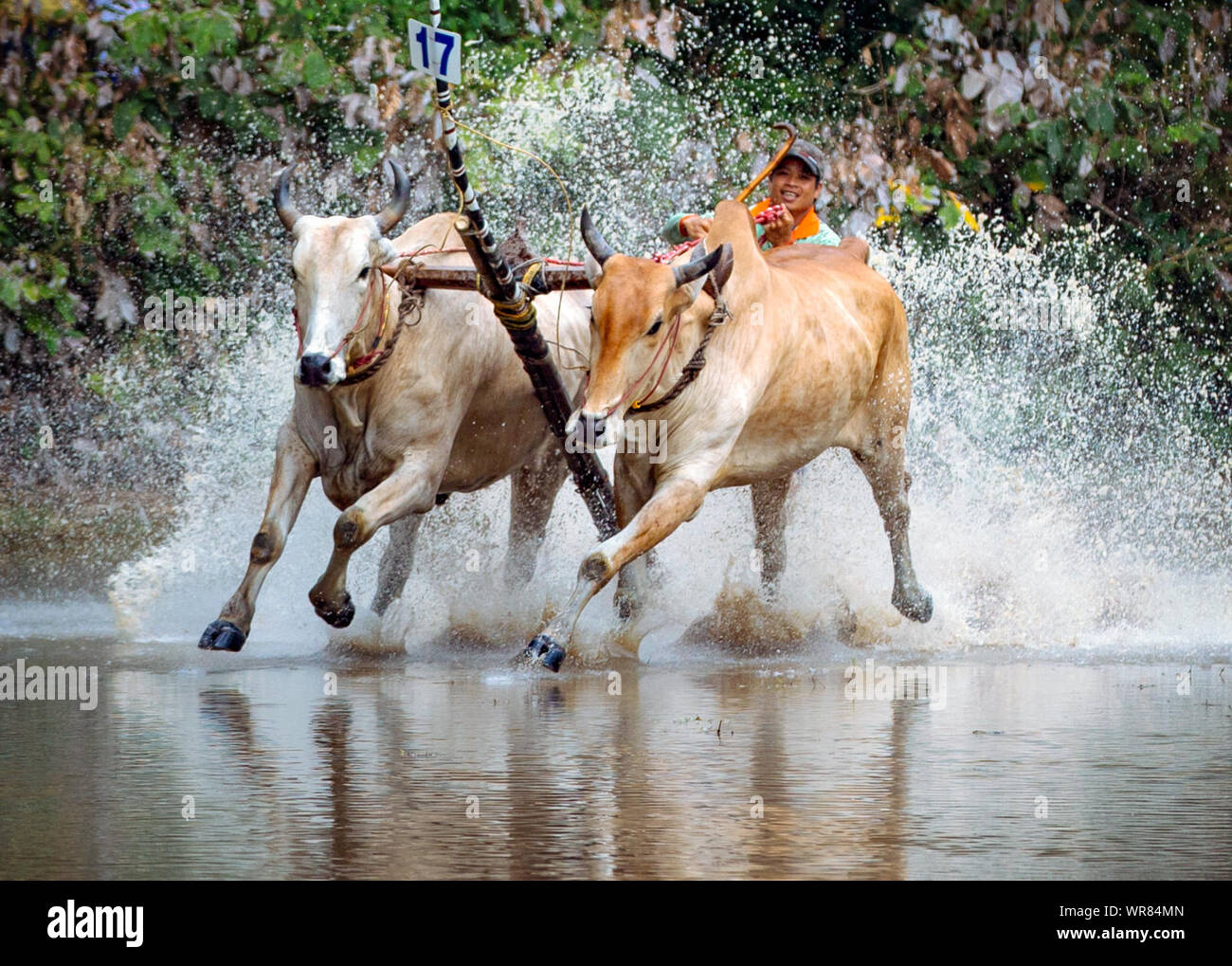 Cattle water hi-res stock photography and images - Alamy