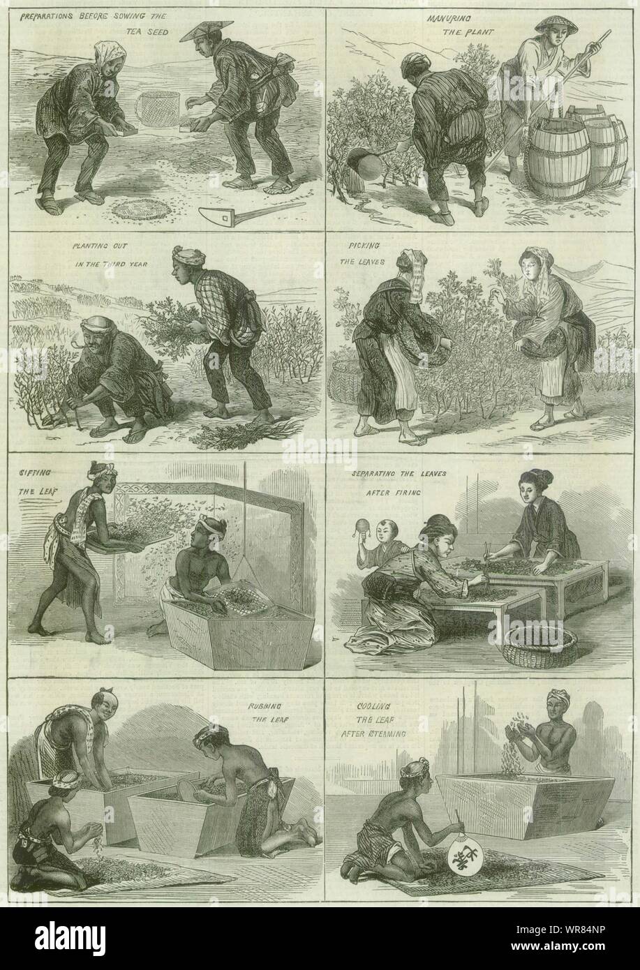 Japanese Tea Cultivation. Sowing seed plant picking leaves Sifting ...