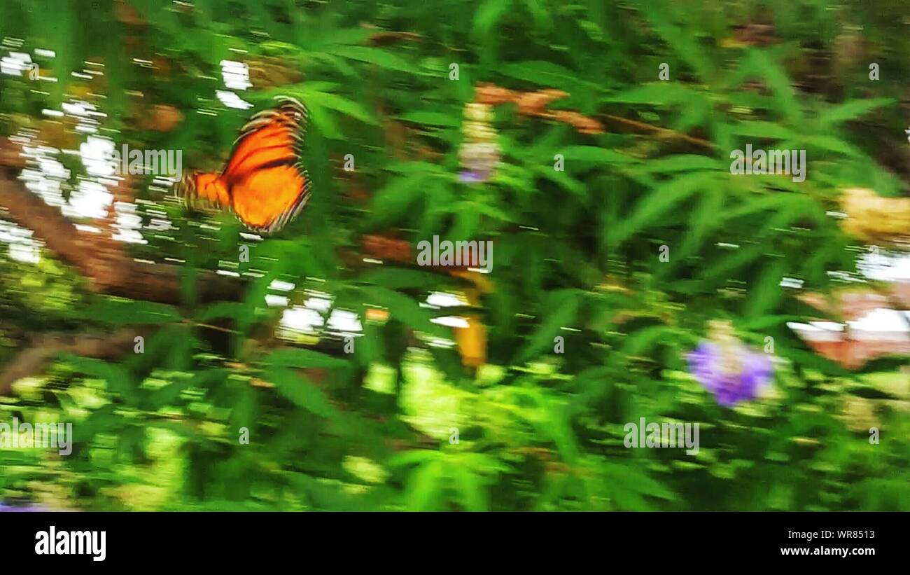 Butterfly Flying Motion High Resolution Stock Photography and Images ...