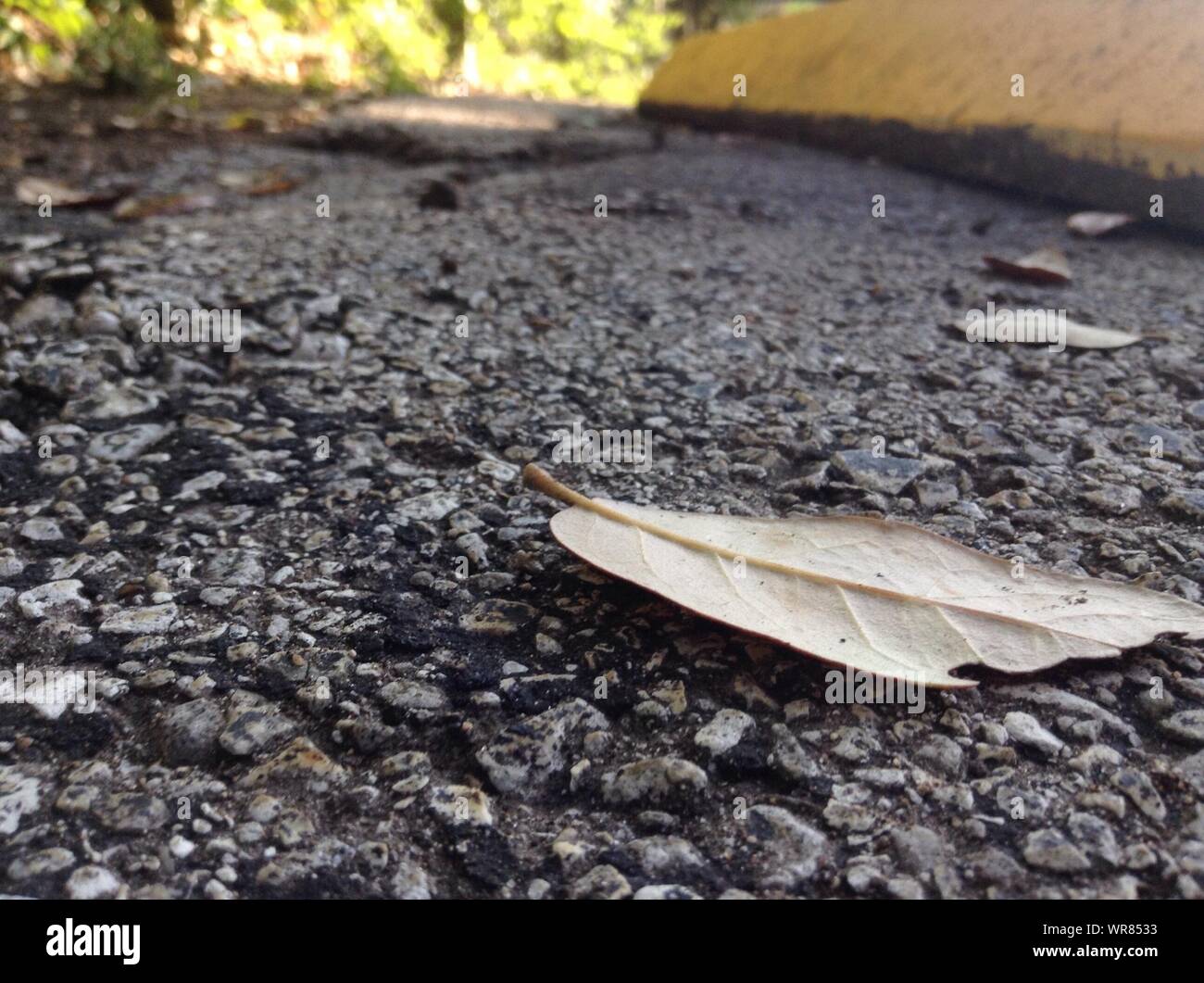 Road on the leaf hi-res stock photography and images - Alamy