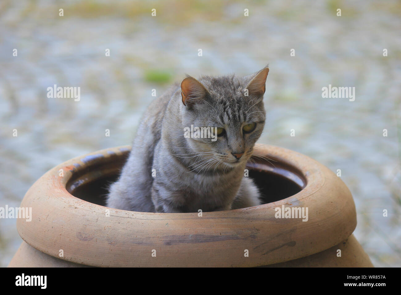 a cat in the vase in the garden Stock Photo - Alamy