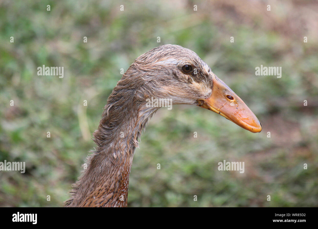 details of the head of a runner duck Stock Photo - Alamy