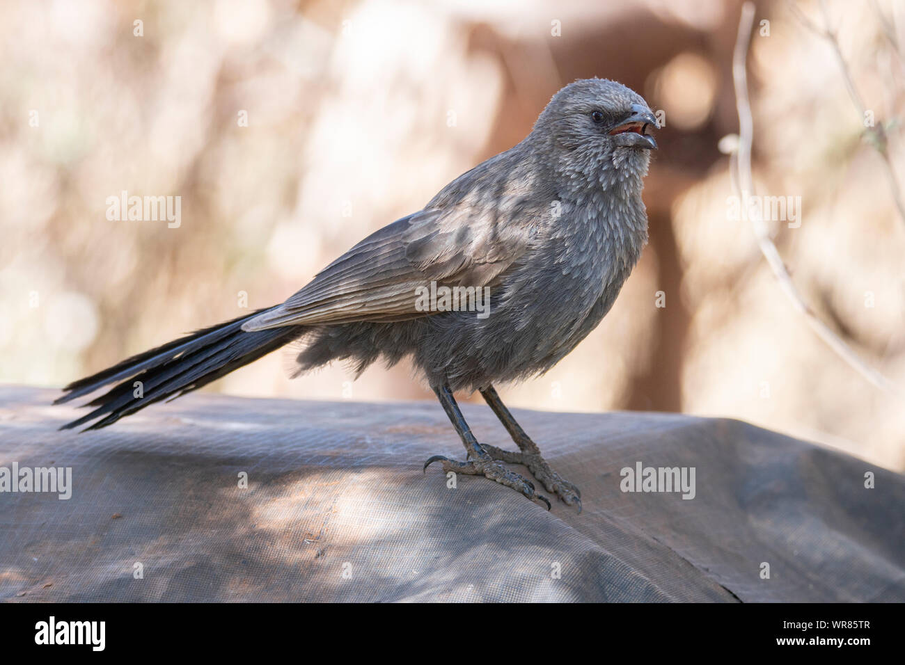Apostle Bird High Resolution Stock Photography and Images - Alamy