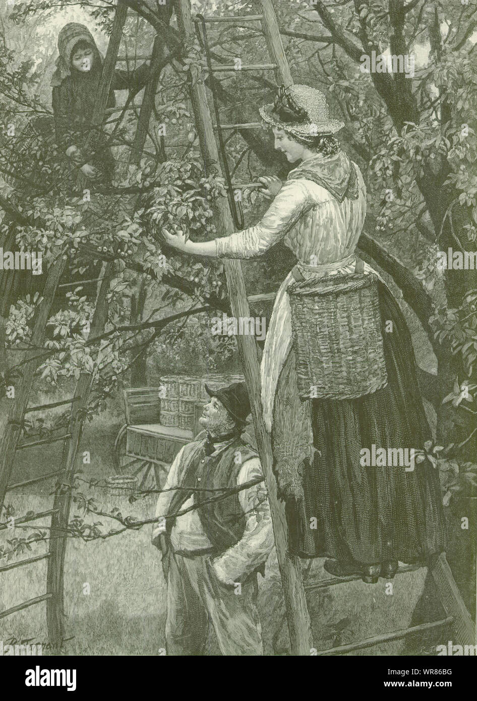 Cherry-picking for the London market. Farming. Fruit ladders 1889 ILN ...