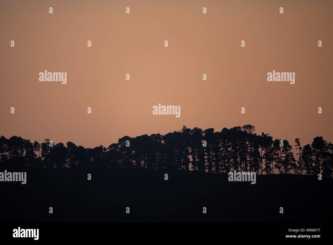Trees backlit over the mountain at sunrise Stock Photo - Alamy