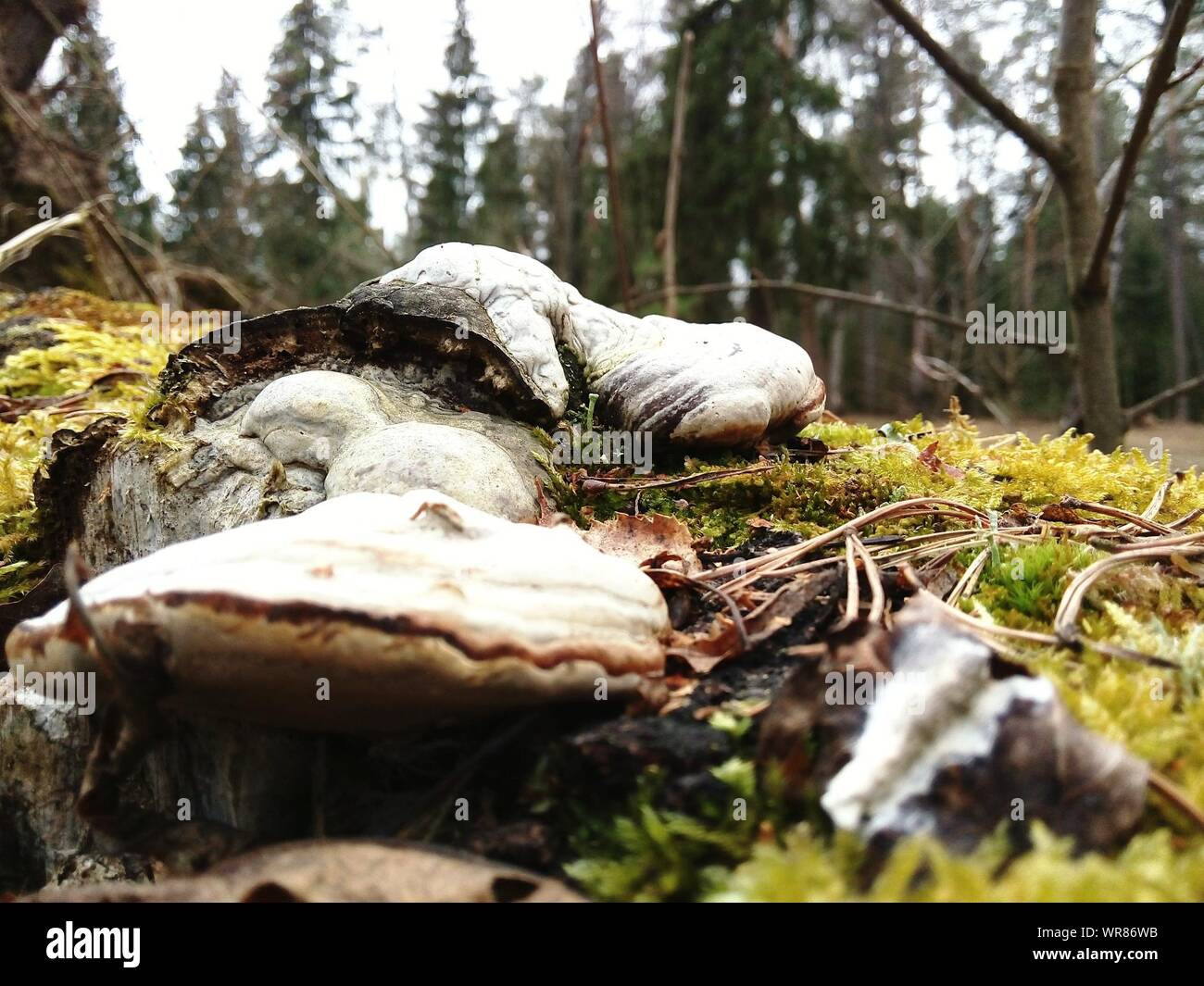 Rock mushrooms hi-res stock photography and images - Alamy