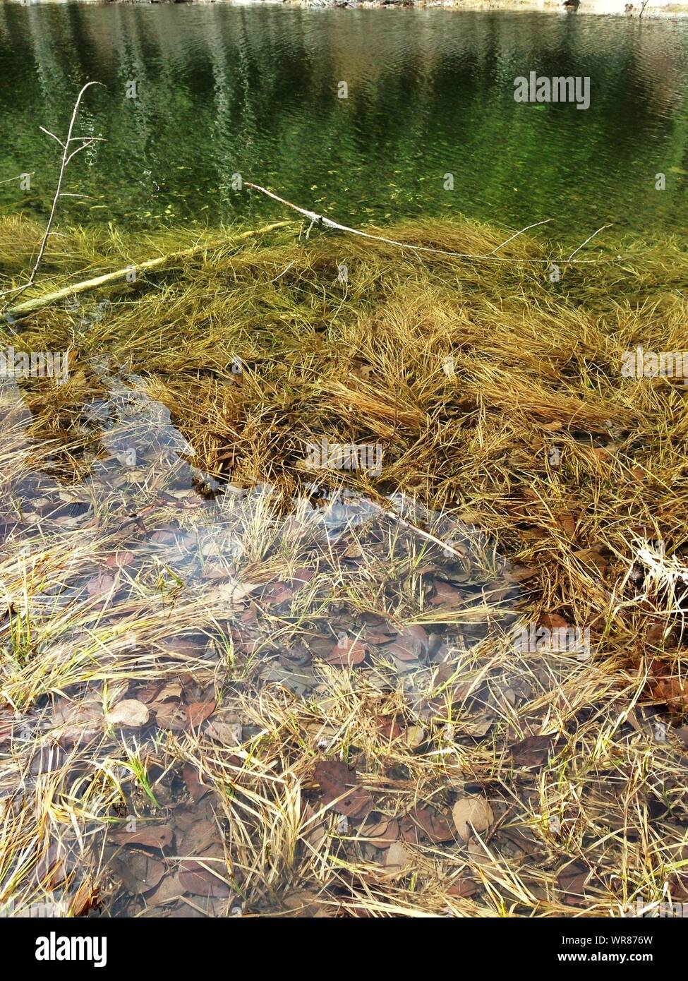 Dry vegetation hi-res stock photography and images - Alamy