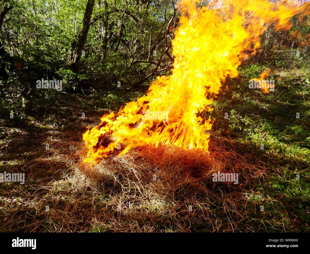 Burning dry grass hi-res stock photography and images - Alamy