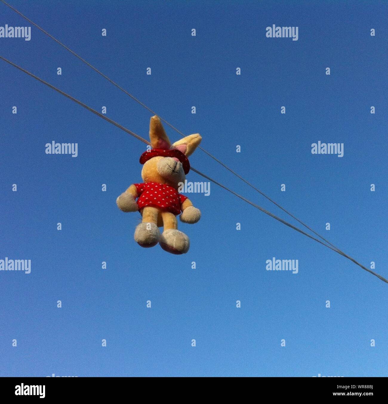 Hanging rabbit hi-res stock photography and images - Alamy