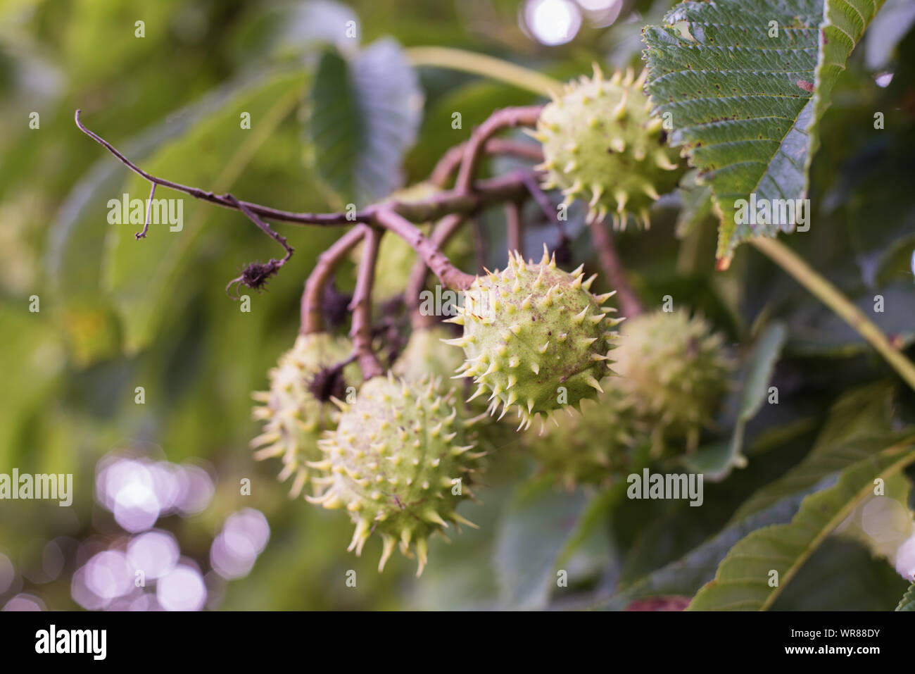 Details of Chestnuts growing on a tree Stock Photo - Alamy
