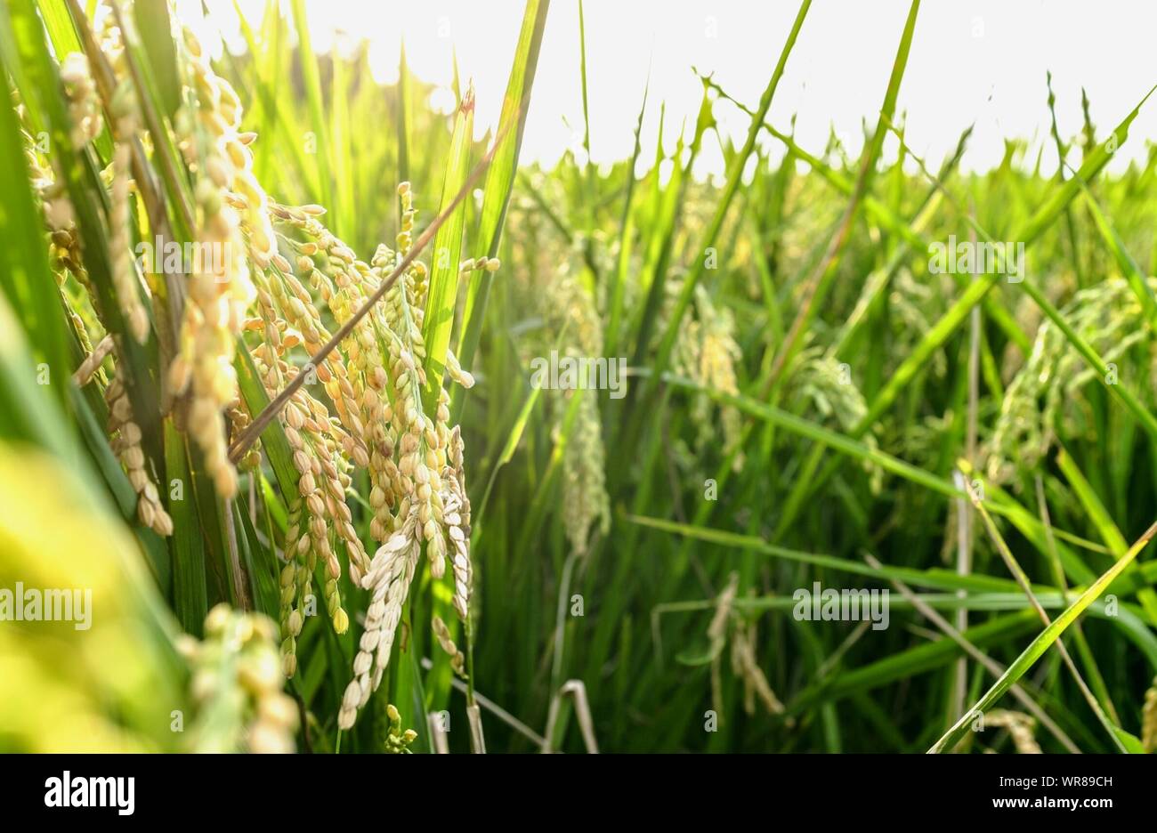 Rice crop hi-res stock photography and images - Alamy